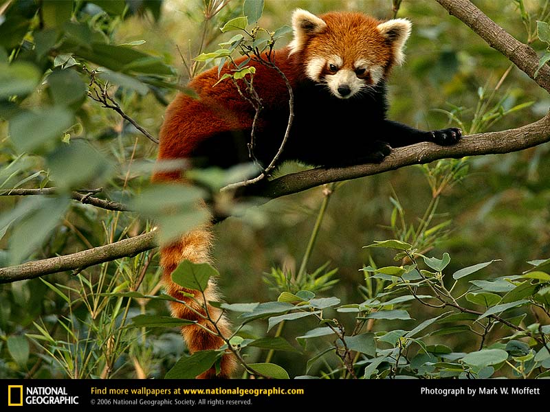 Red And Black Extinction Wallpaper 34 Background - Red Panda ...