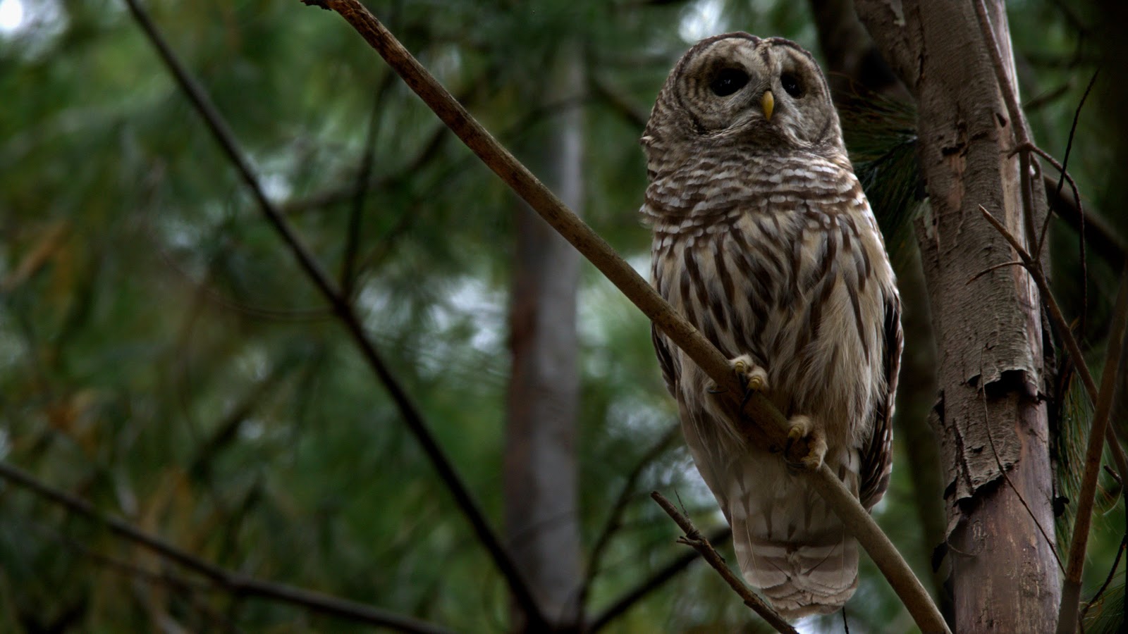 Owl Wallpaper For Android - 1600x900 Wallpaper - teahub.io