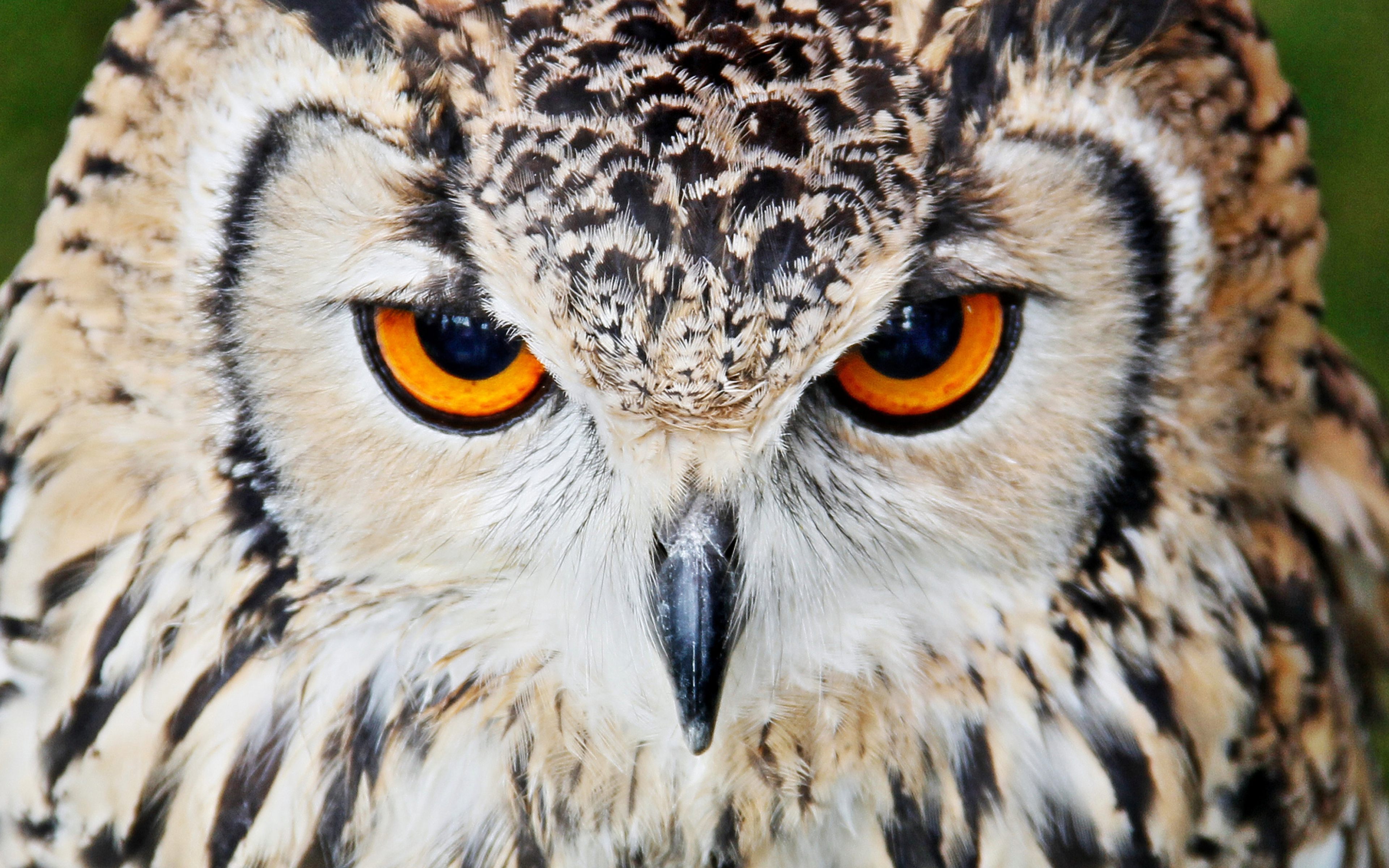 Owl Face - 3840x2400 Wallpaper - teahub.io