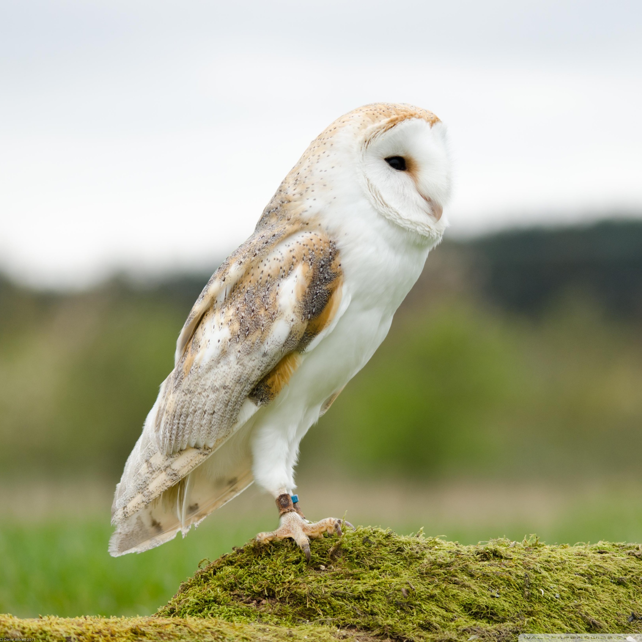 Barn Owl Wallpaper Iphone - 2048x2048 Wallpaper - teahub.io
