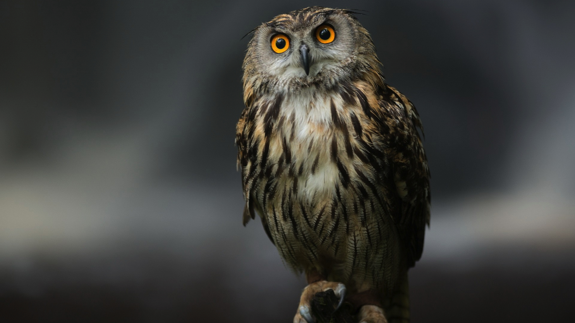 Owl Wallpaper For Android - 1920x1080 Wallpaper - teahub.io