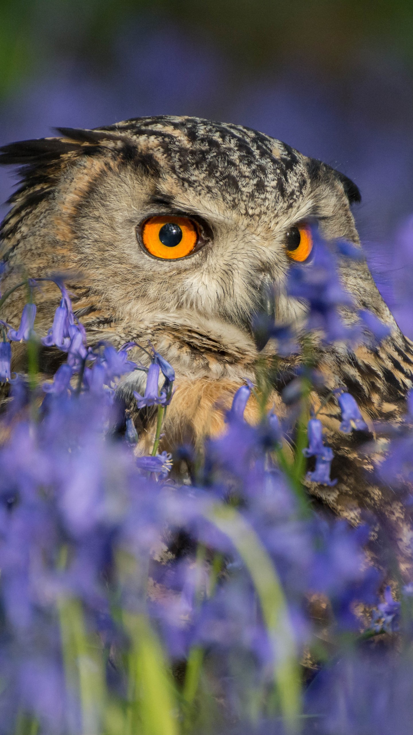 Cool Owl Wallpaper 2019 - 1440x2560 Wallpaper - teahub.io