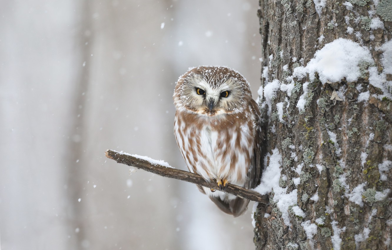 Photo Wallpaper Winter, Look, Snow, Tree, Owl, Bird, - Great Grey Owl ...