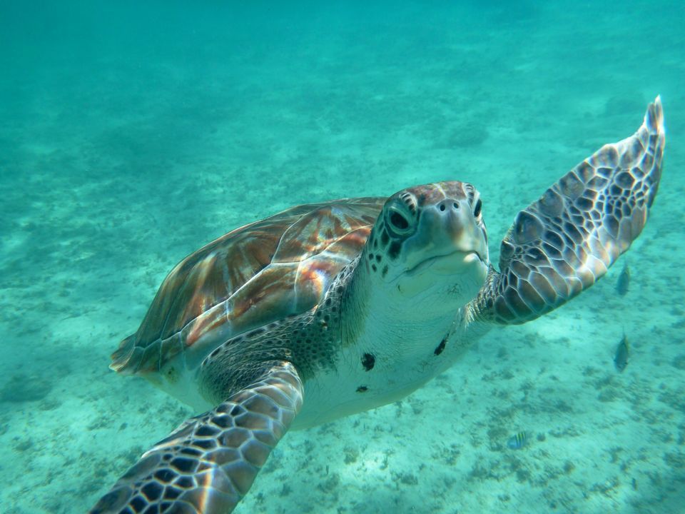 Turtle High Quality Background On Wallpapers Vista - Teenage Green Sea ...