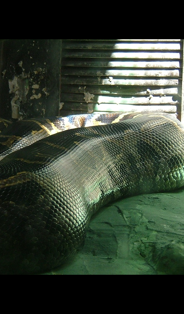 Burmese Python - 600x1024 Wallpaper - teahub.io