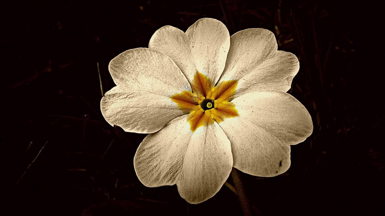 Wallpaper - 1600x900 Wallpaper - teahub.io