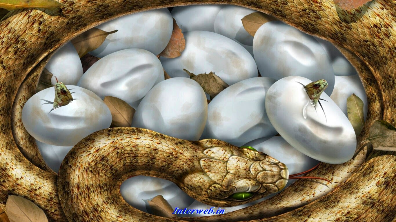 Mother Snake - 1366x768 Wallpaper - teahub.io