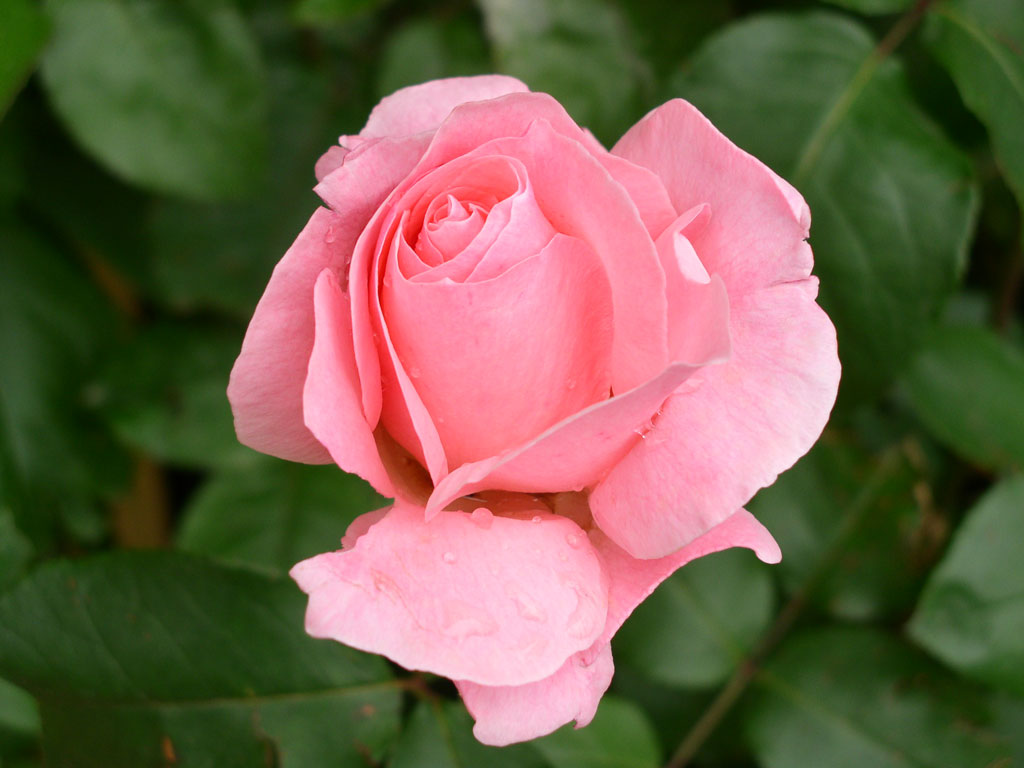 Blooming Pink Rose Gif - 1024x768 Wallpaper - teahub.io