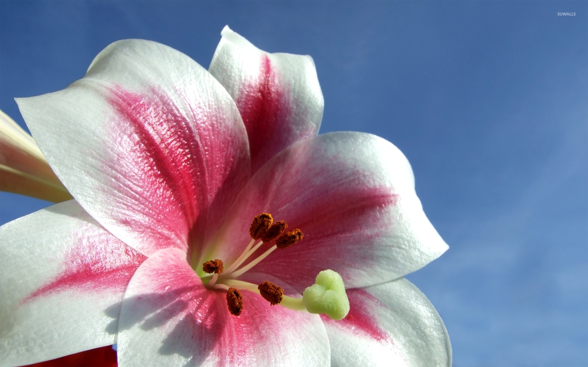 Close Up Pic Of Lily Flower - 1920x1200 Wallpaper - teahub.io