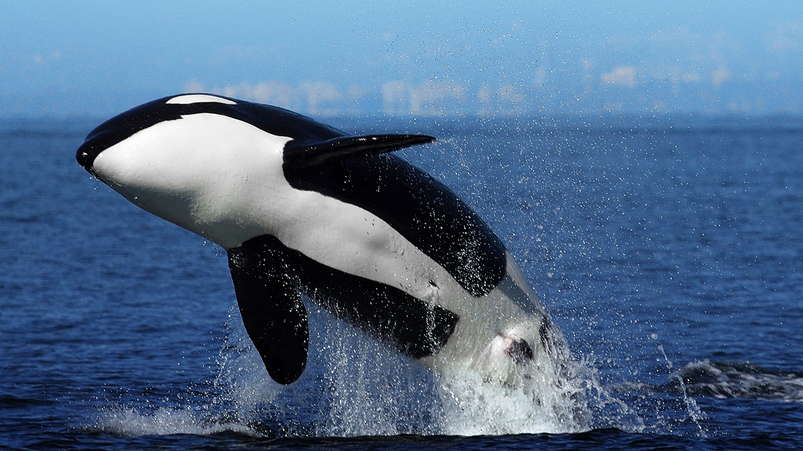 Orca High Quality Background On Wallpapers Vista - 1600x900 Wallpaper ...
