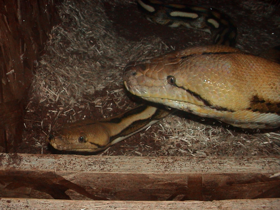 Small Male With Large Female Reticulated Python - Male And Female Retic ...
