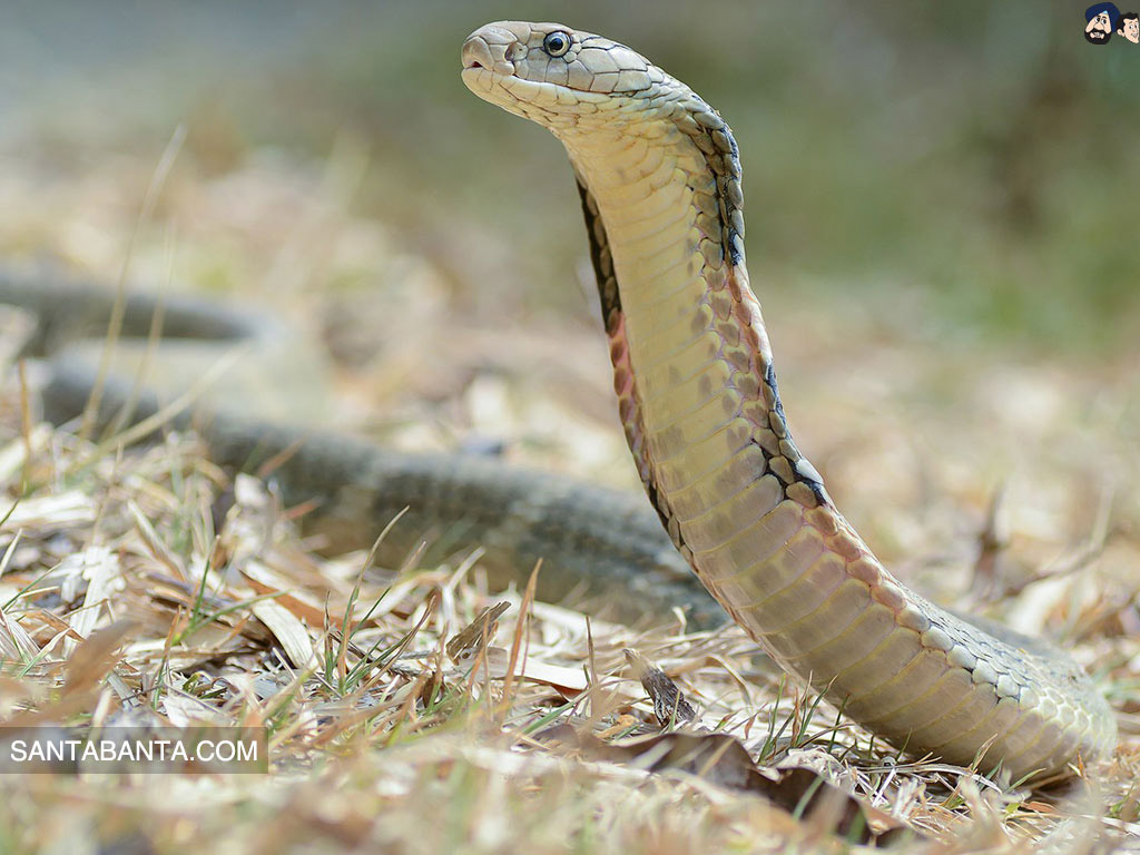 Wild Kratts King Cobra Tall - 1024x768 Wallpaper - teahub.io