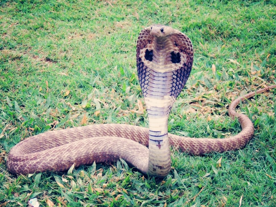 Brown Cobra Snake Preview - King Cobra Spitting Cobra - 970x727 ...