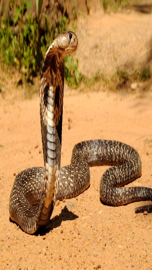King Cobra Snake God - 640x1136 Wallpaper - teahub.io