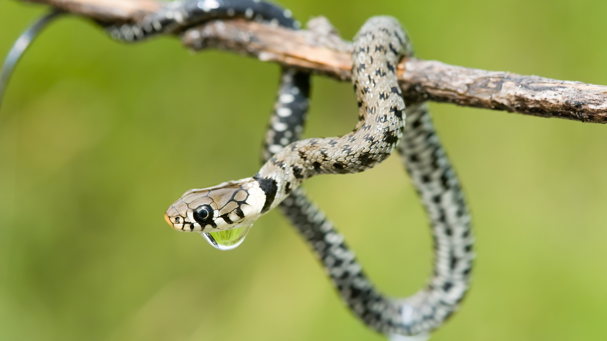 Serpent - 2560x1440 Wallpaper - teahub.io