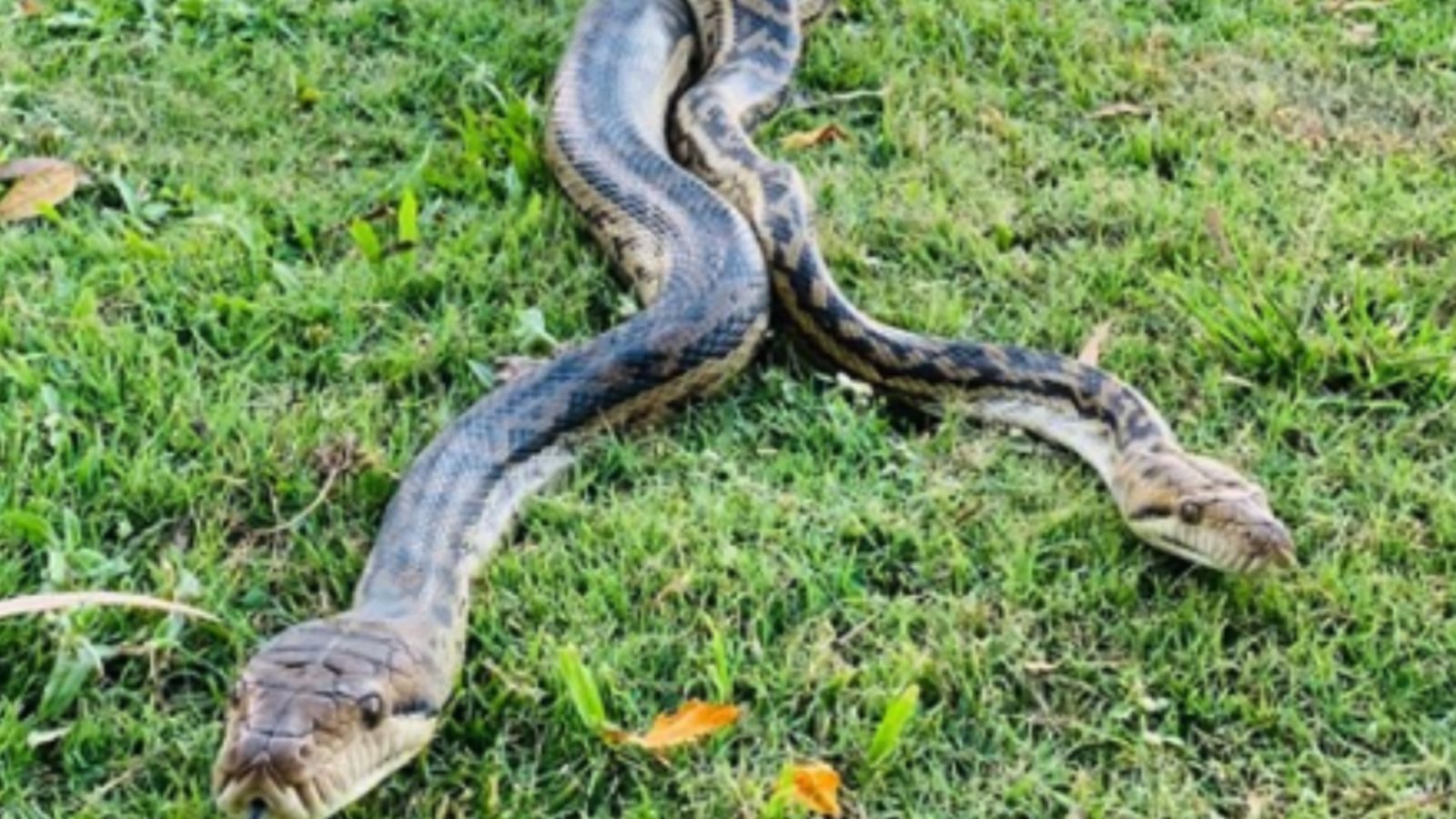 Python In Roof Cairns - 1600x900 Wallpaper - teahub.io