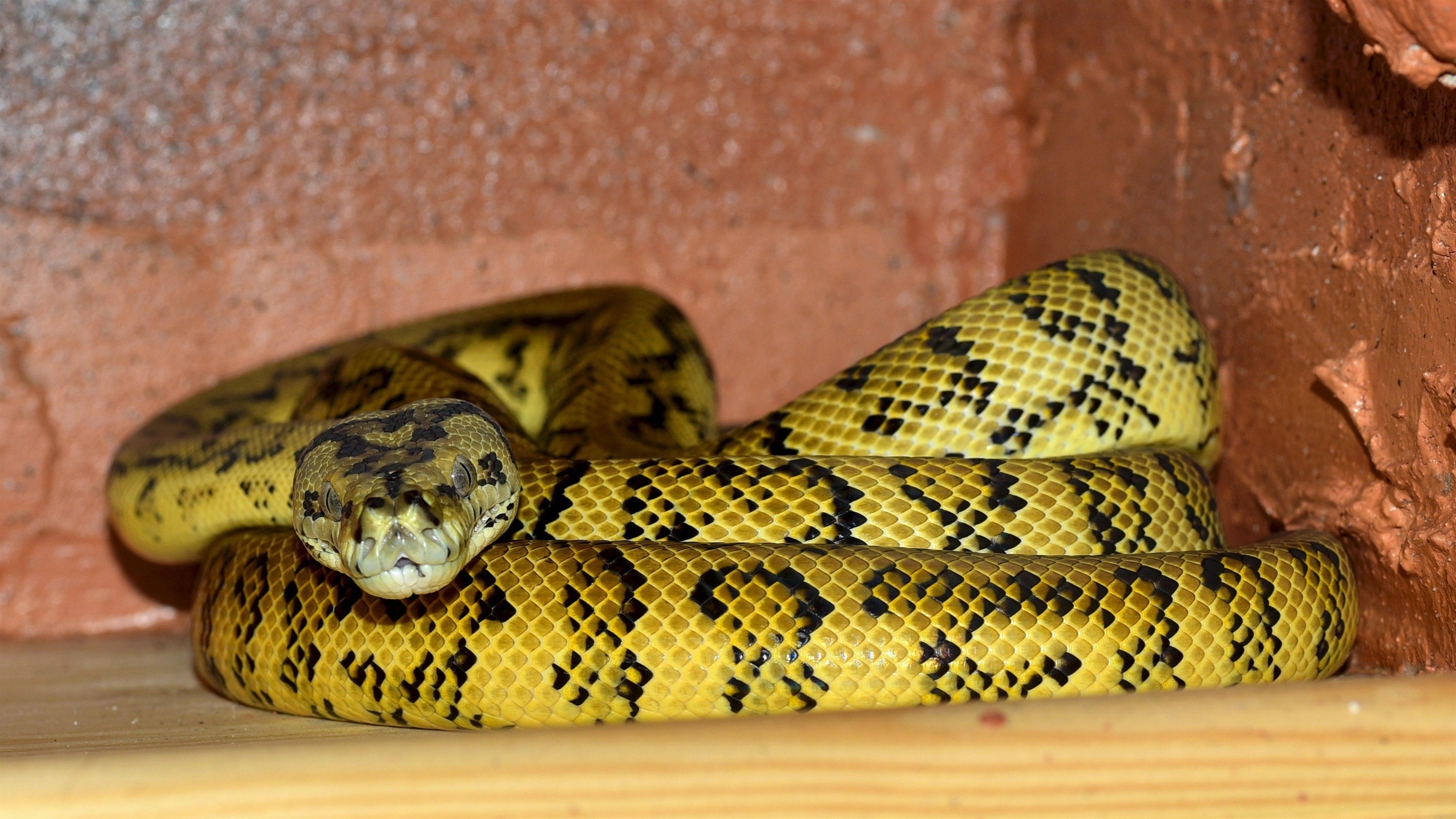 Python Snake Wallpaper - Yellow Black Python - 2880x1620 Wallpaper ...
