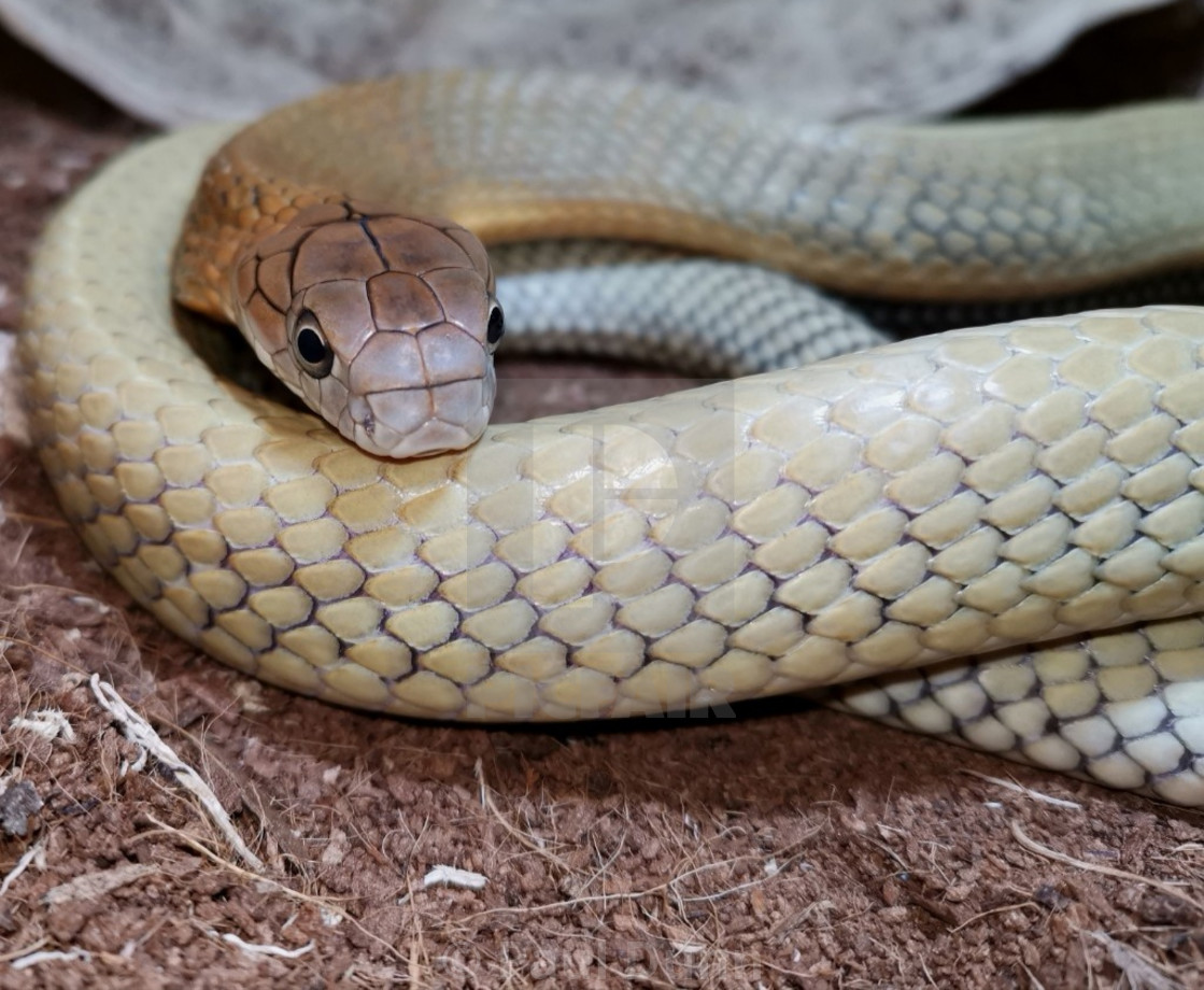 King Cobra - Smooth Earth Snake - 1119x920 Wallpaper - teahub.io