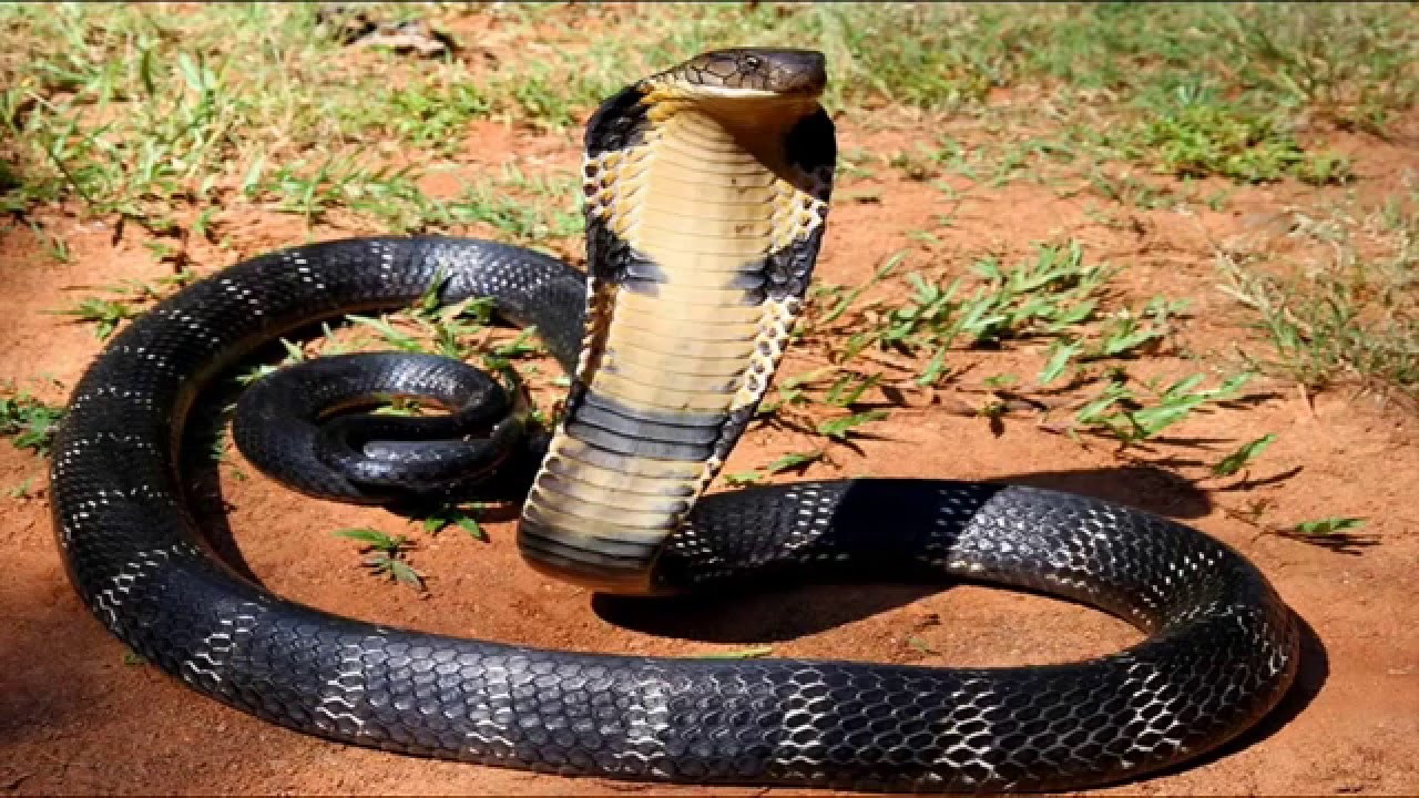 Cobra King - 1280x720 Wallpaper - teahub.io