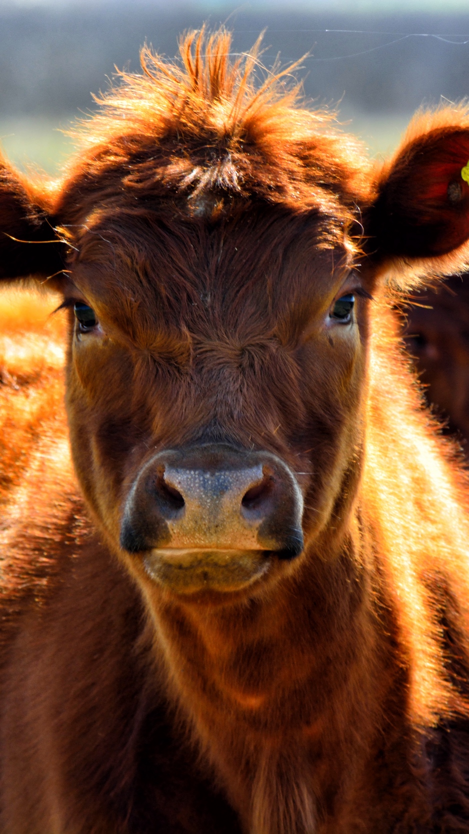 Wallpaper Cow, Face, Color, Pasture - Cow Face - 938x1668 Wallpaper ...