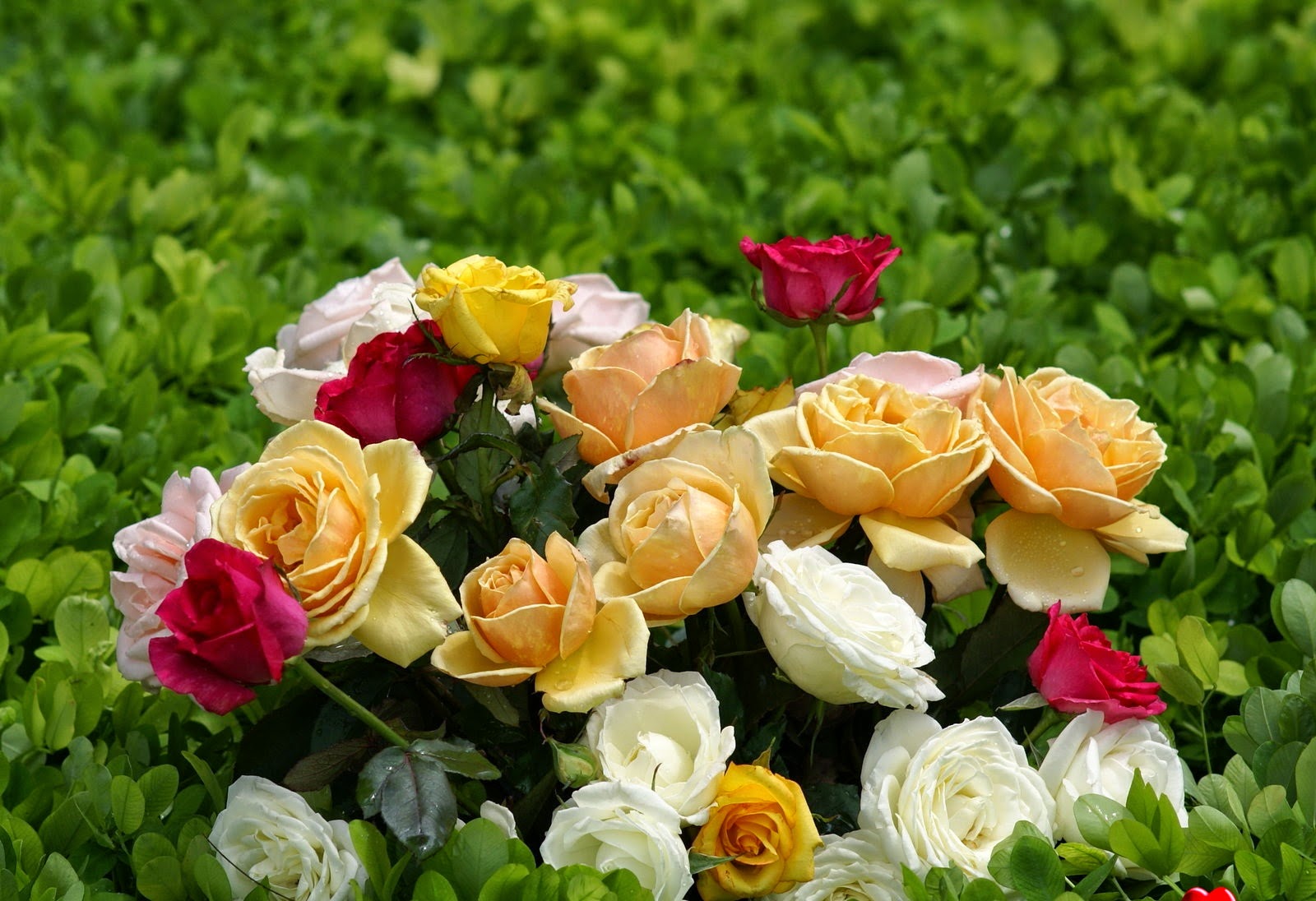 Very High Quality Hd Wallpapers 1600x1096 Wallpaper Teahub io