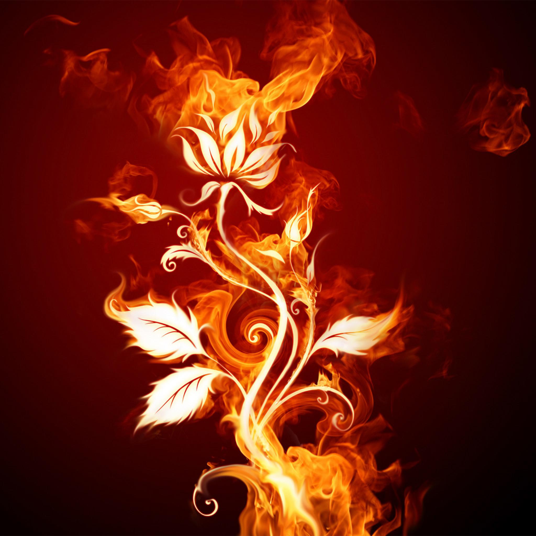 Fiery Flower - 2048x2048 Wallpaper - teahub.io