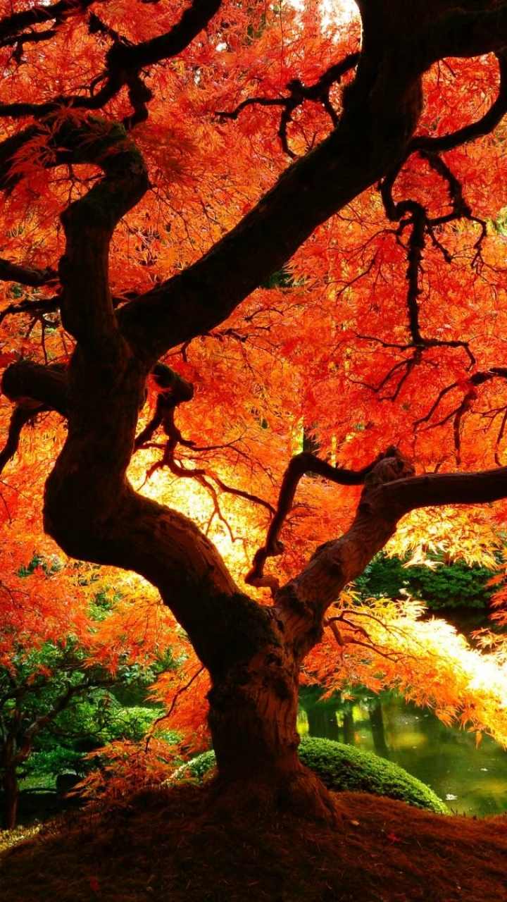Autumn Japanese Maple - 720x1280 Wallpaper - teahub.io