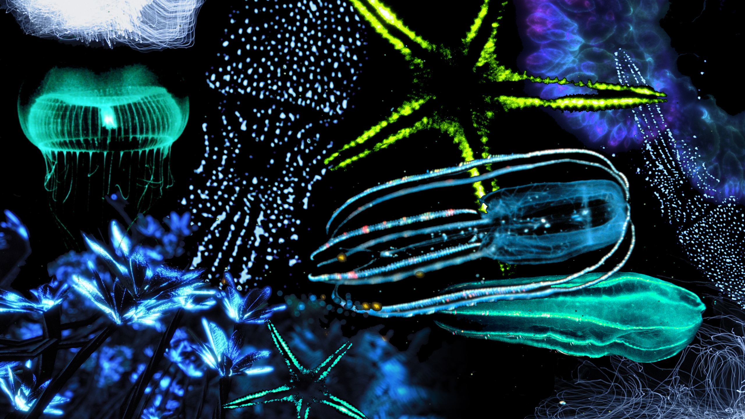 Luminescence Wallpaper - Illustration - 2560x1440 Wallpaper - teahub.io