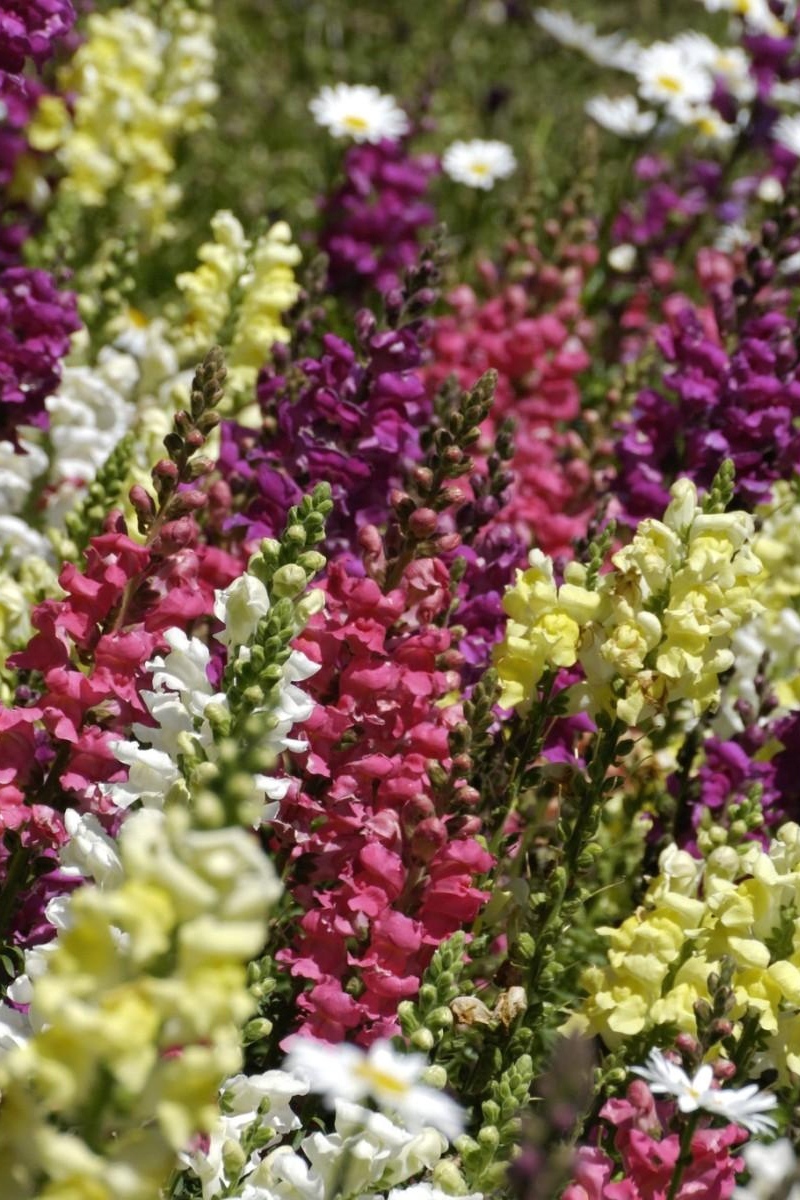 Wallpaper Snapdragon, Color, Colorful, Sharpness - Snapdragon ...