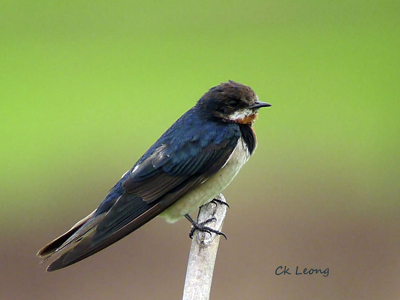 European Swallow - 1280x960 Wallpaper - teahub.io