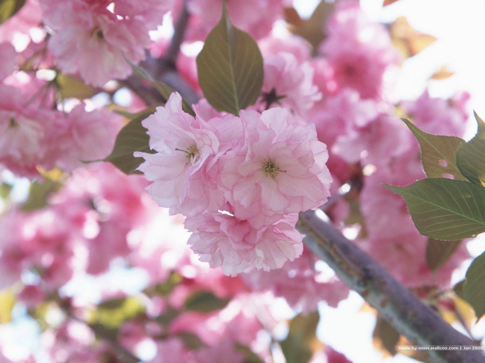 High Resolution Japanese Sakura Photos - Cherry Blossom - 1600x1200 ...