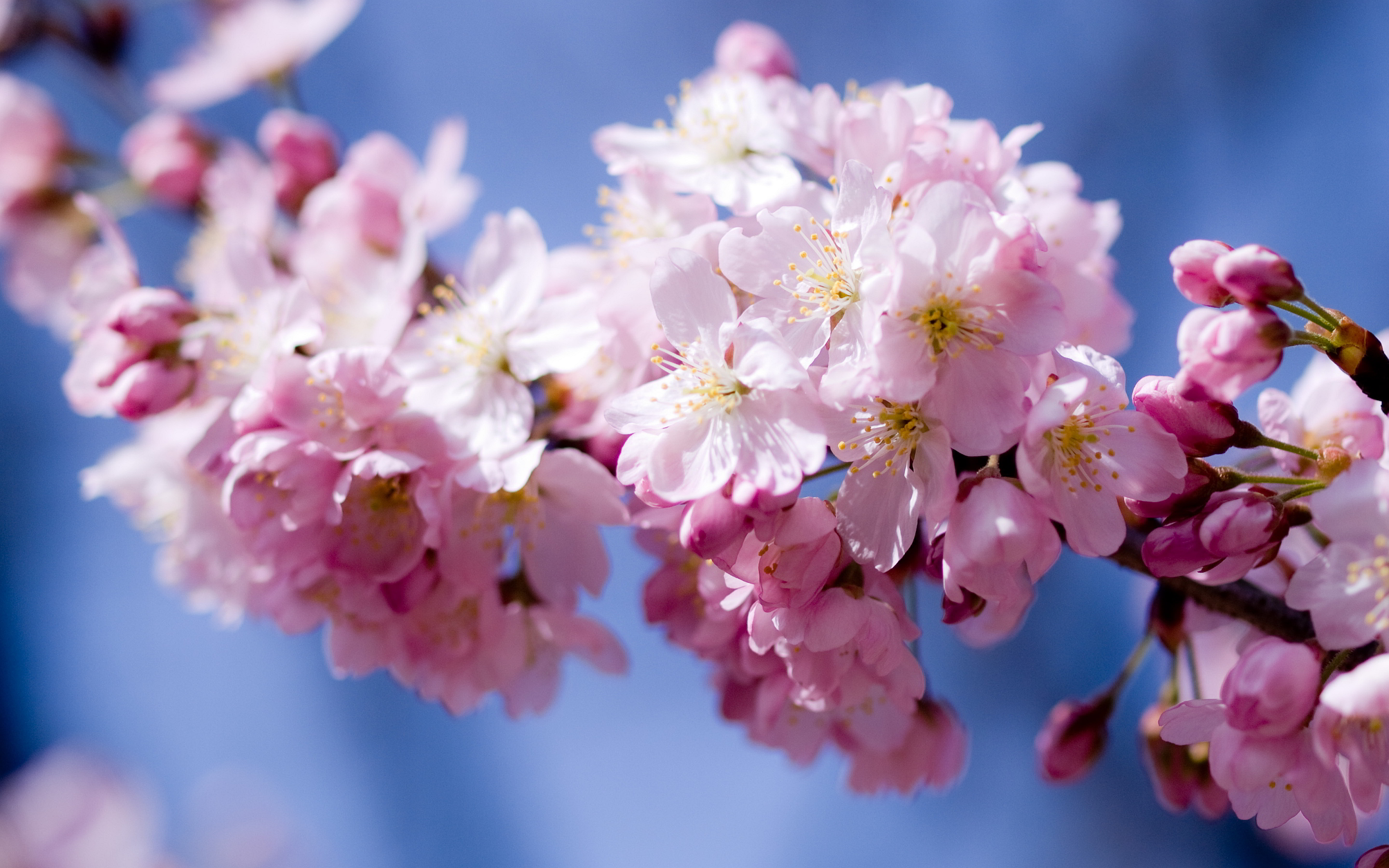 Sprink Pink Cherry Blossom - 2880x1800 Wallpaper - teahub.io