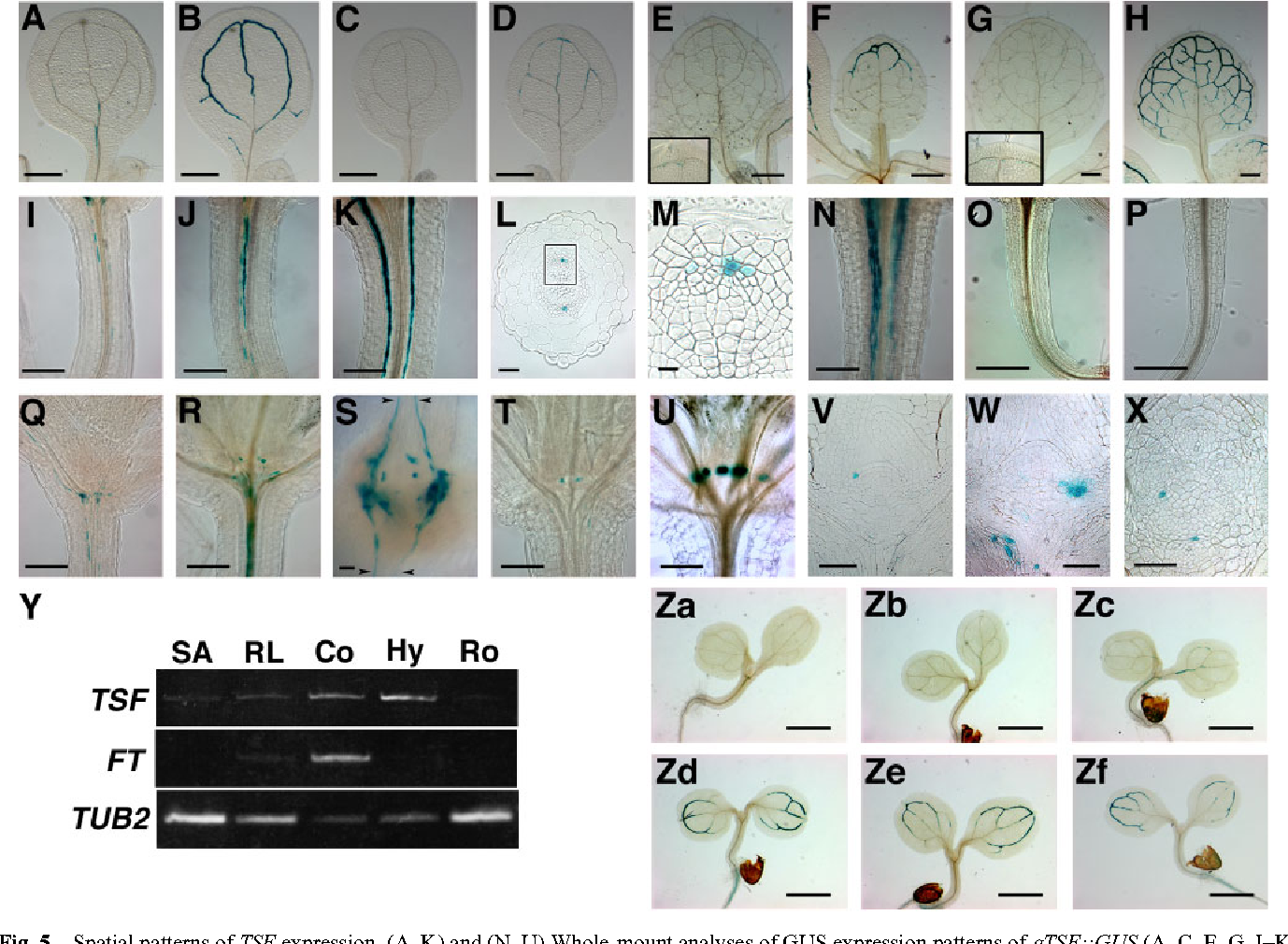 Download Figure - Room - Teahub.io
