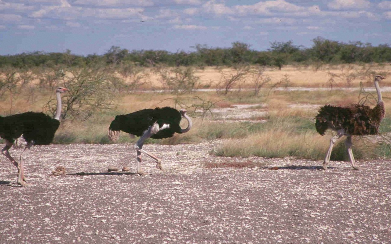 Lovely Burung Unta Wajah 07 Wallpaper - Ostrich - 1280x800 Wallpaper ...