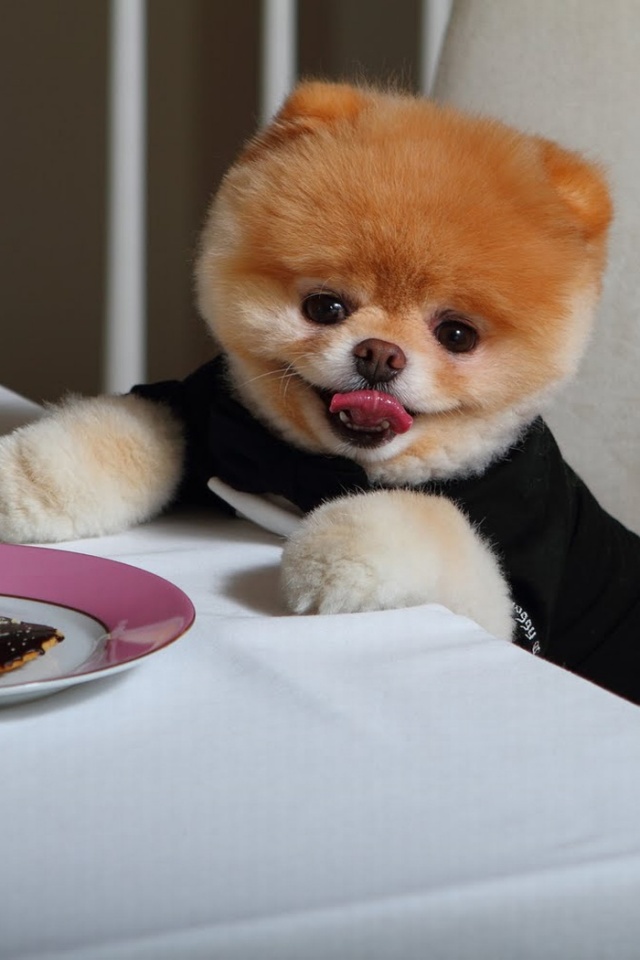 Puppy Bo The Dog - 640x960 Wallpaper - teahub.io