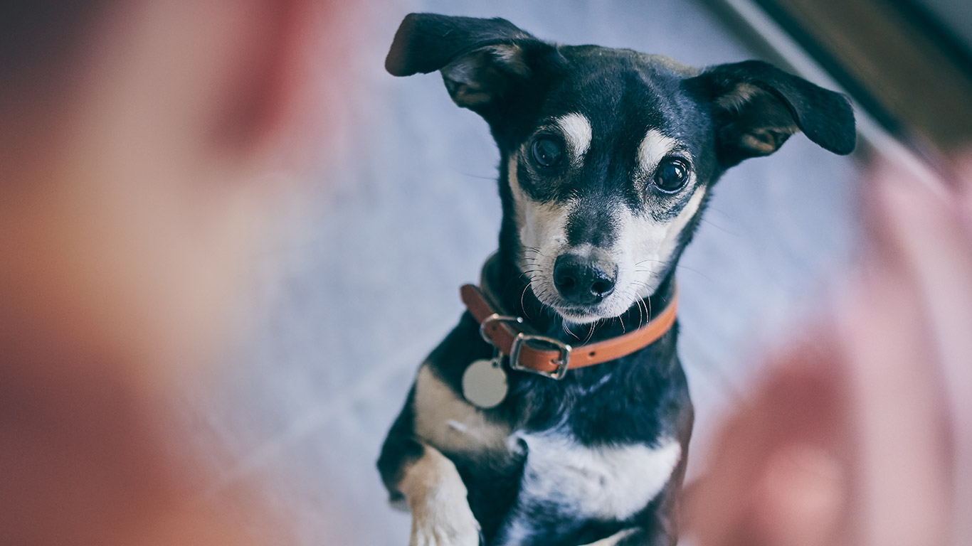 Behavior & Appearance - Dog - 1366x768 Wallpaper - teahub.io