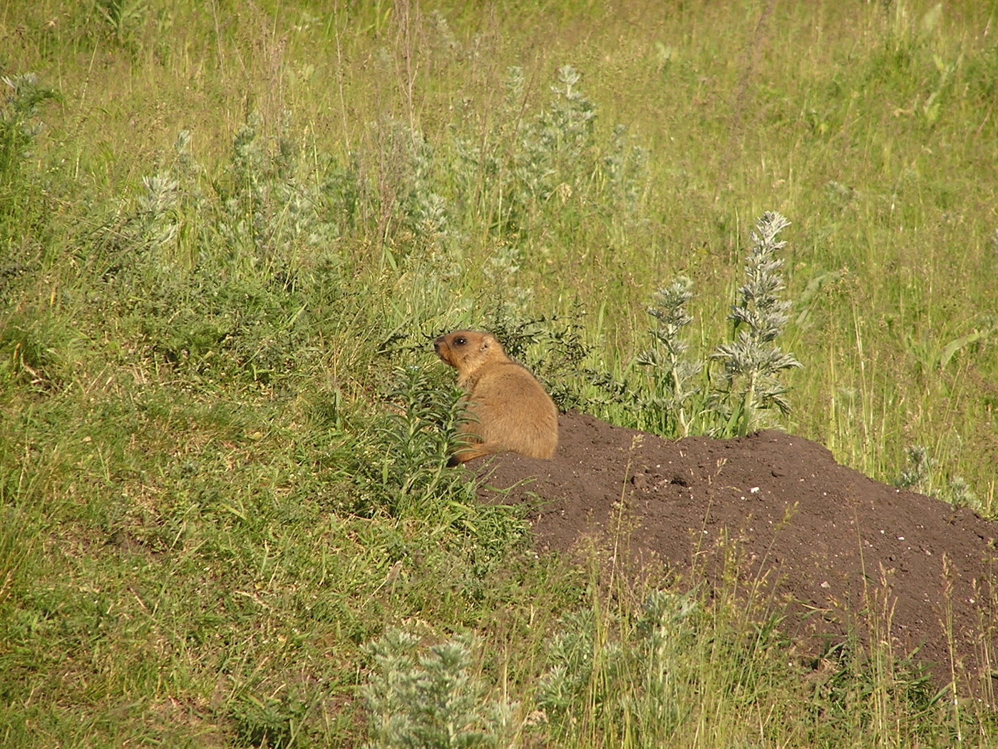 Wallpaper Meerkat, Hill, Hunting, Danger, Grass - 1400x1050 Wallpaper ...