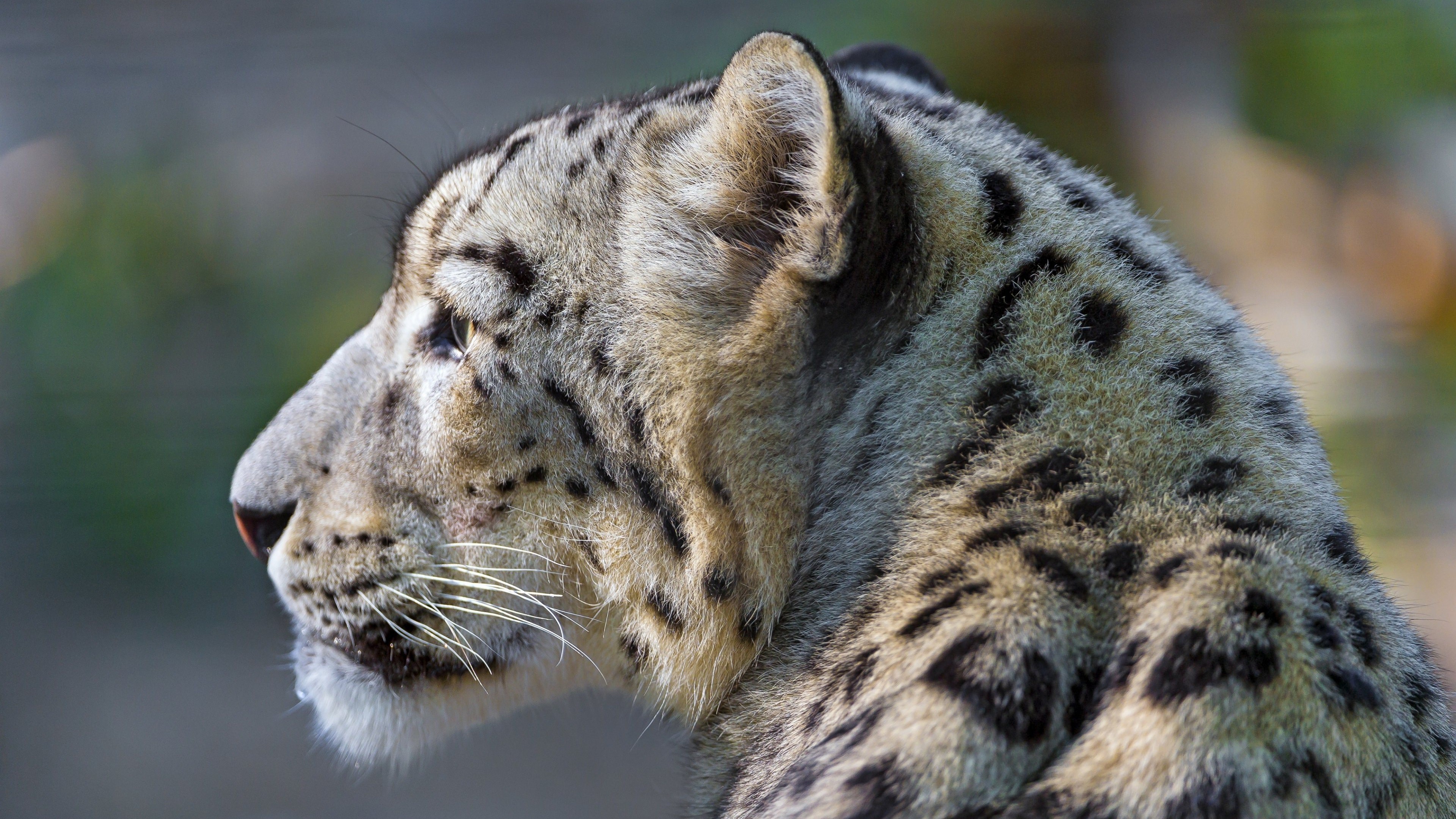 Snow Leopard Face Profile Wallpaper - Snow Leopard Face Profile ...