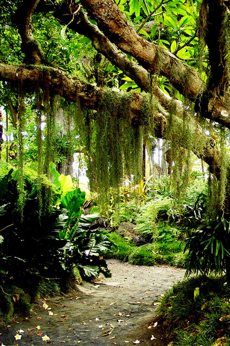 Iphone Wallpaper Spanish Moss - 800x1200 Wallpaper - teahub.io