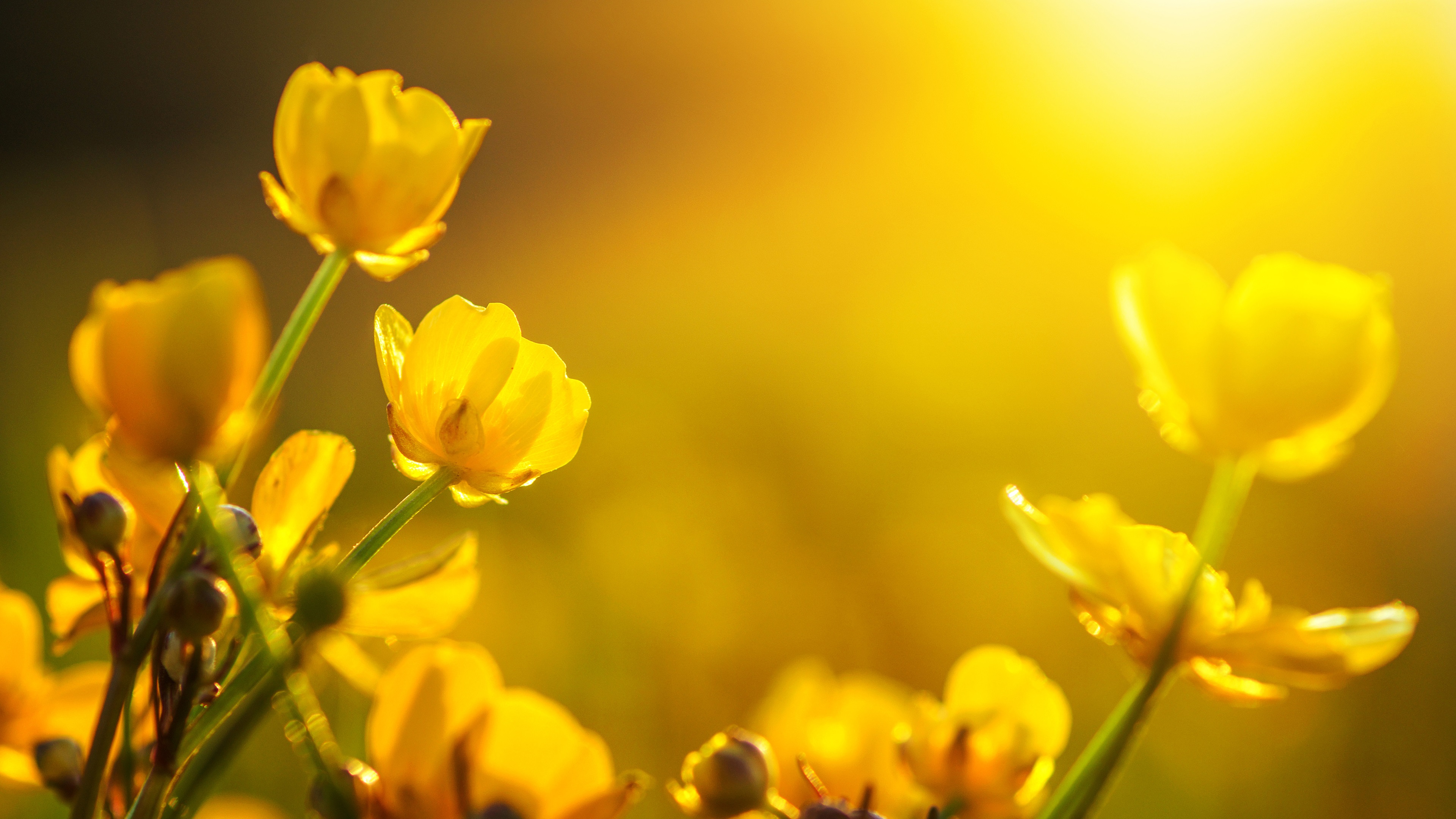 Yellow Ranunculus - 3840x2160 Wallpaper - teahub.io