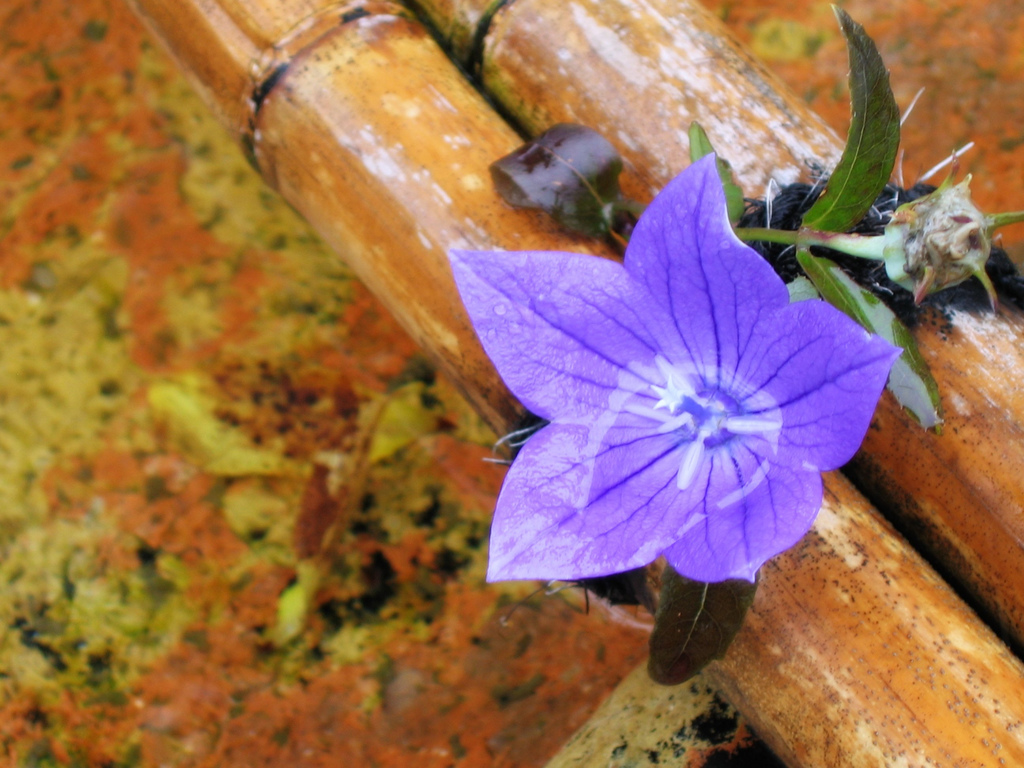 Bellflower - 1024x768 Wallpaper - teahub.io