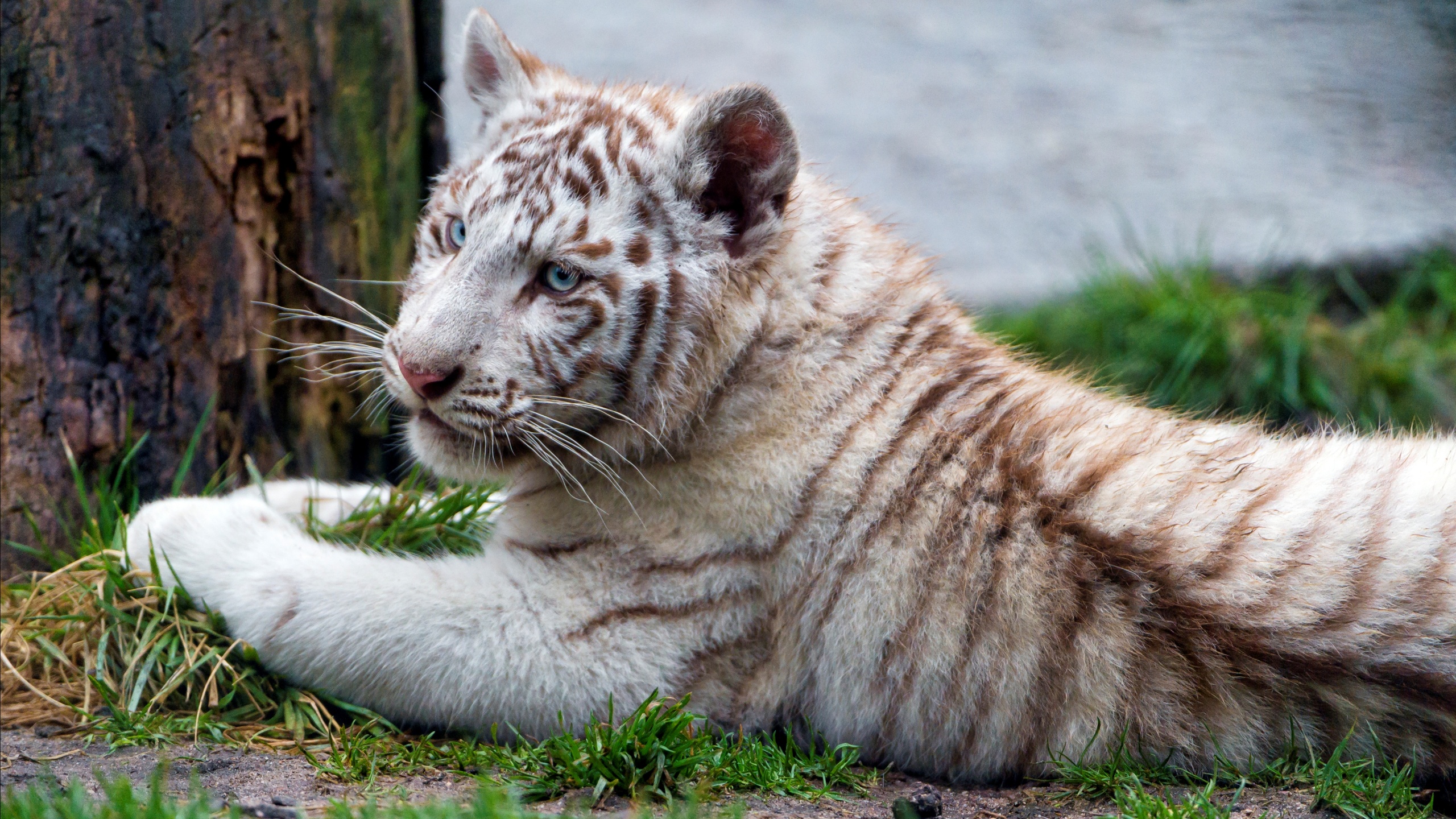 Chilling White Tiger Cub - Tiger - 2560x1440 Wallpaper - teahub.io