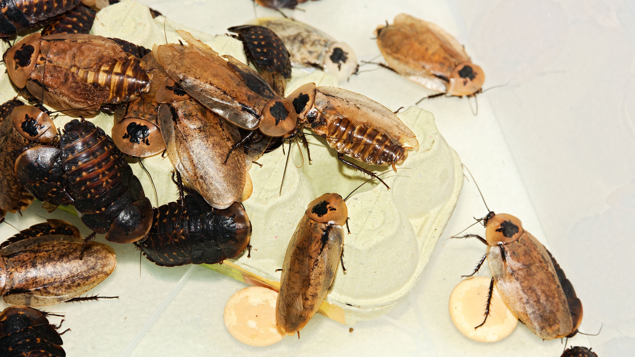 Cockroach - 2048x1152 Wallpaper - teahub.io