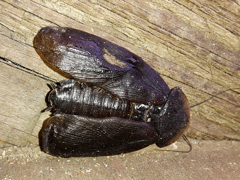 Net-winged Insects - 1024x768 Wallpaper - teahub.io