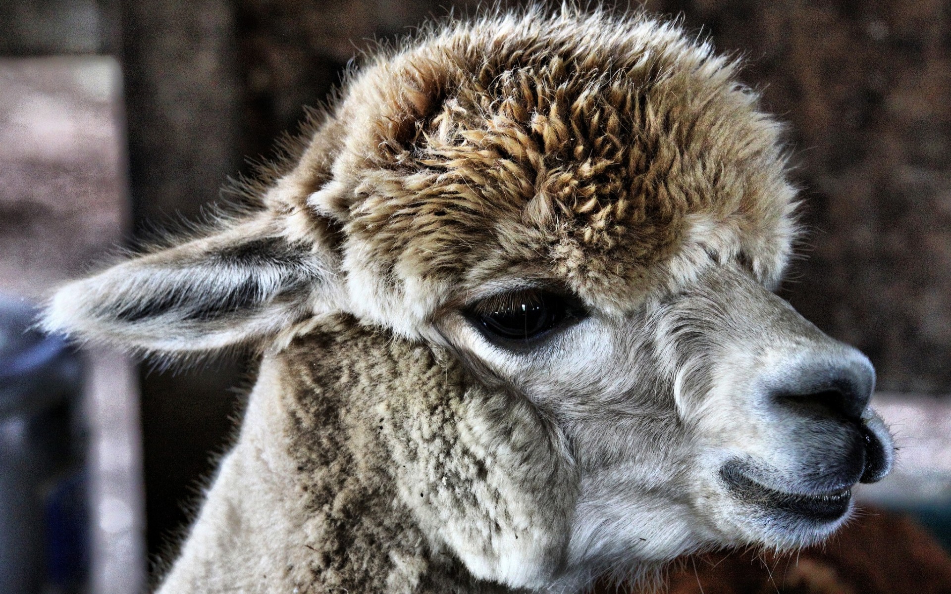 Alpacas Alpaka Background - 1920x1200 Wallpaper - teahub.io