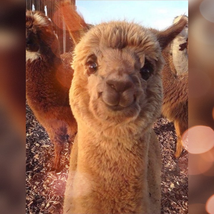 Pretty Llama - 720x720 Wallpaper - teahub.io