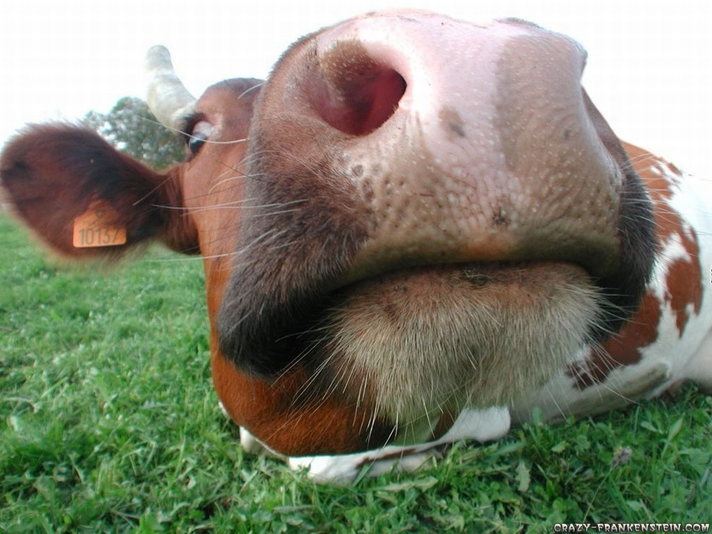 Fond D Écran Débile - 1024x768 Wallpaper - teahub.io