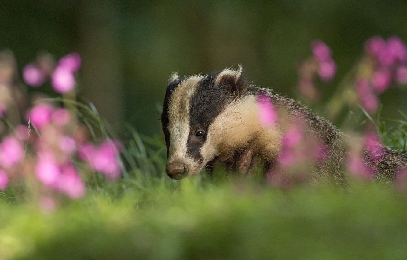 Photo Wallpaper Summer, Flowers, Nature, Blur, Pink, - Badger ...