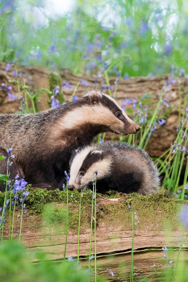 Badger - 640x960 Wallpaper - teahub.io