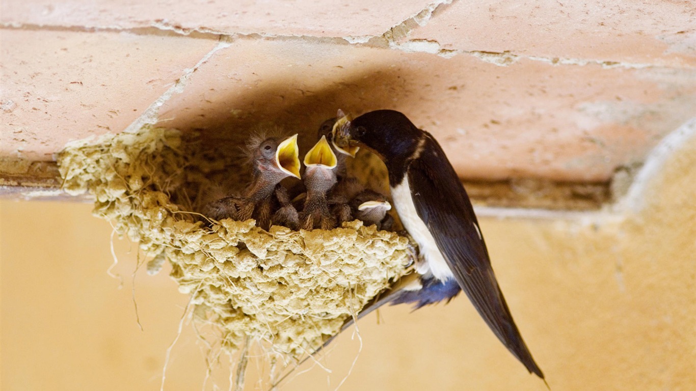 Andorinha O Ninho - Swallow Bird Nest - 1366x768 Wallpaper - teahub.io